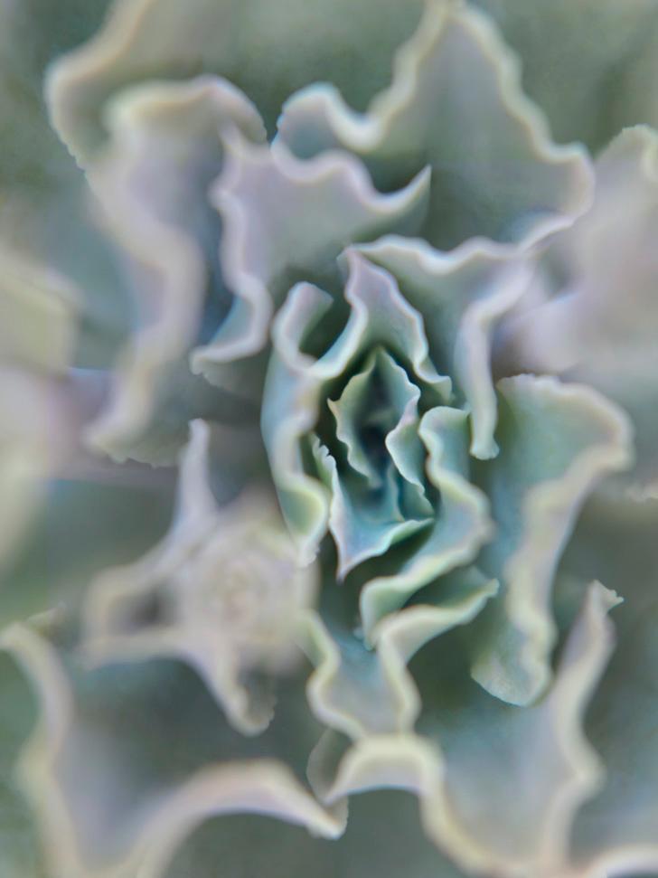 Bushes & Succulents | MONA KUHN