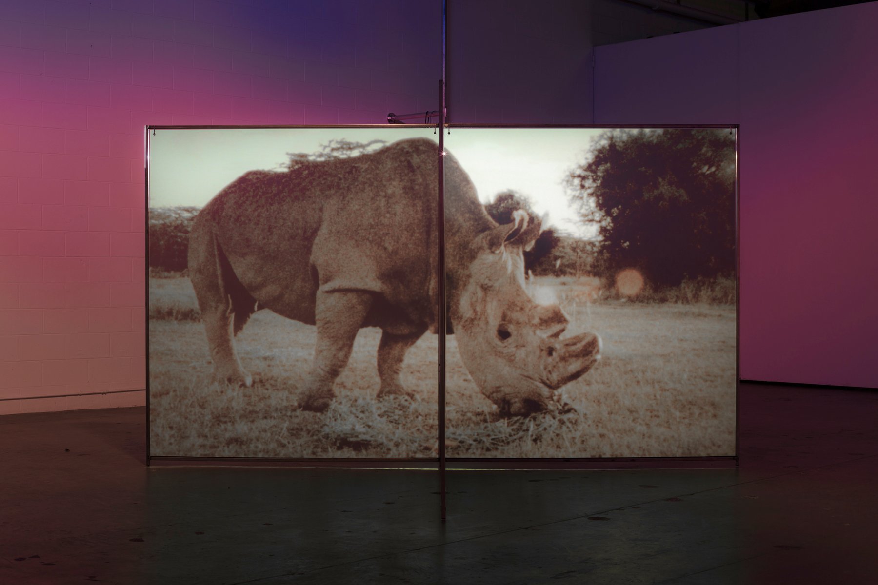 Diana Thater: A Runaway World | DIANA THATER STUDIO