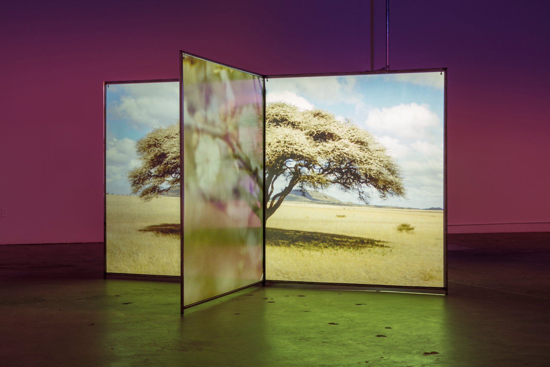 Diana Thater: A Runaway World | DIANA THATER STUDIO