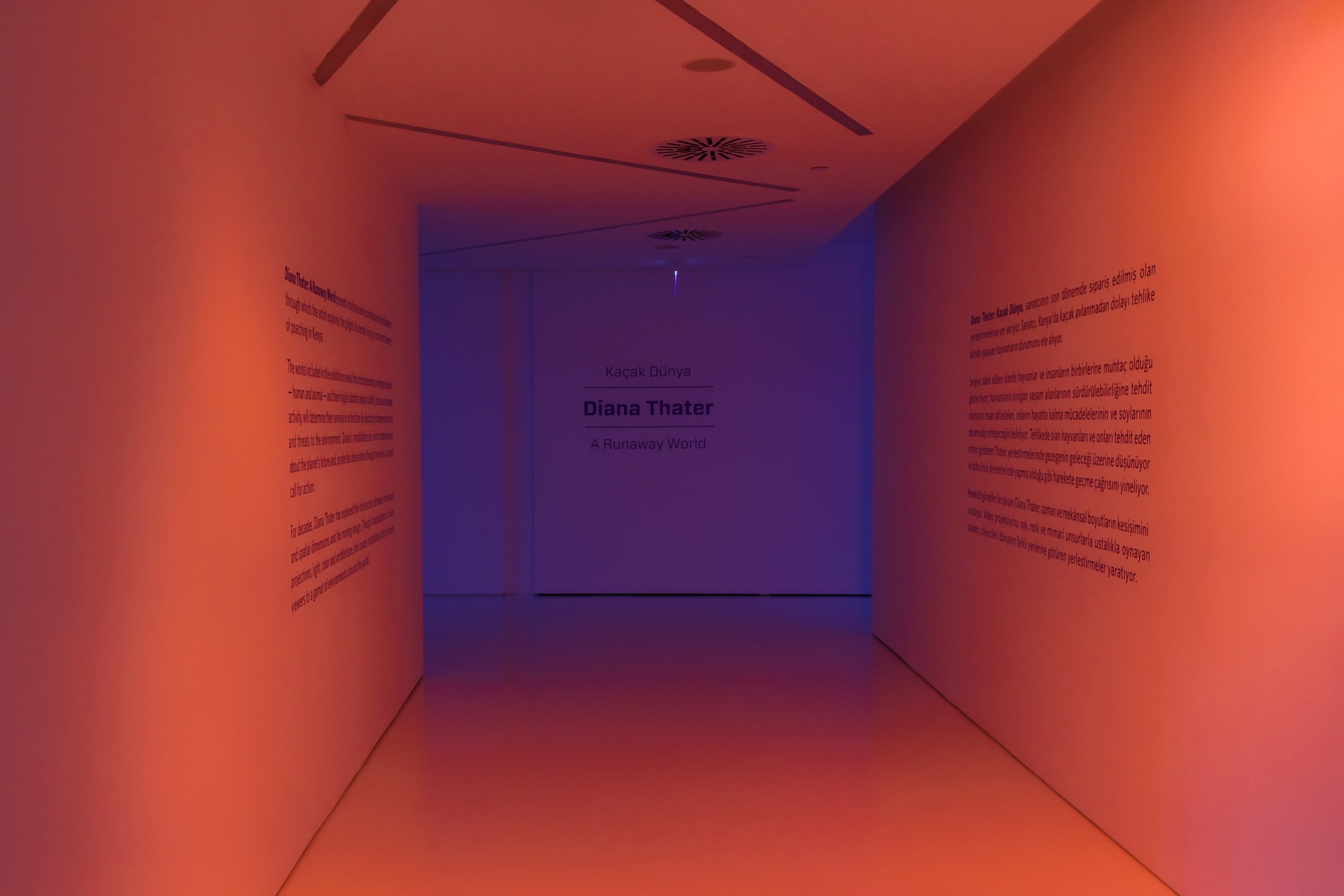 Diana Thater: A Runaway World | DIANA THATER STUDIO