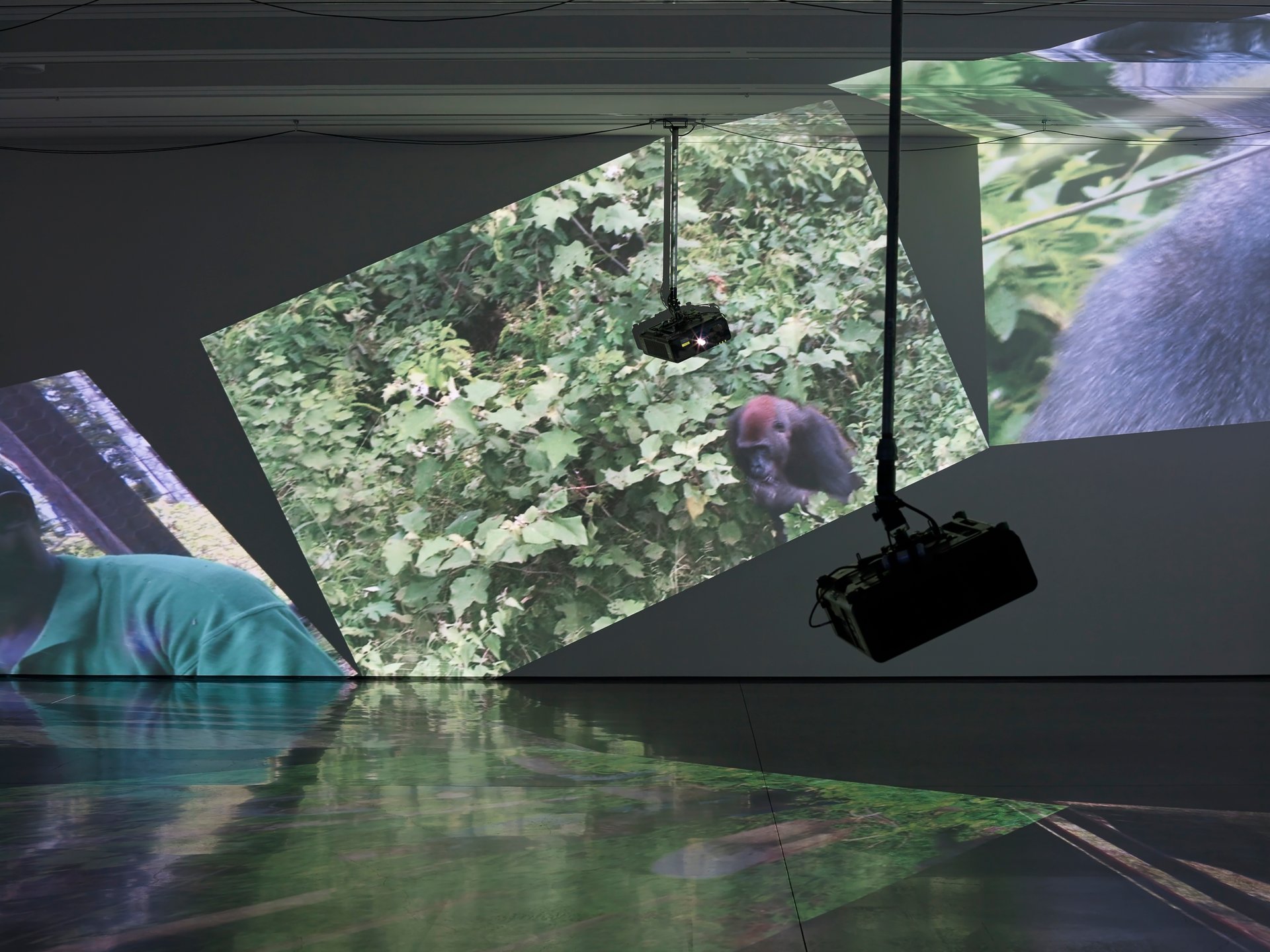 Diana Thater: gorillagorillagorilla | DIANA THATER STUDIO