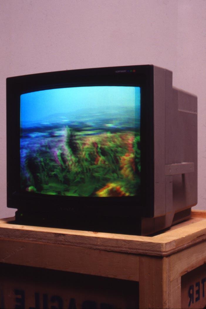 Ginger Kitten, Monitor Version | DIANA THATER STUDIO