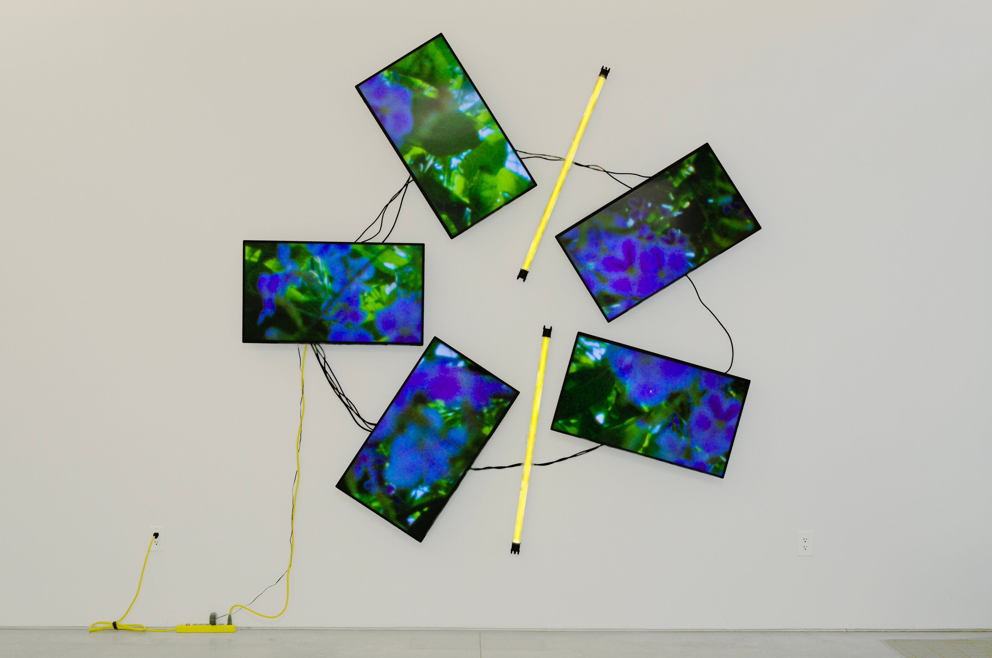 O Horizon: Art of the Forest Floor | DIANA THATER STUDIO