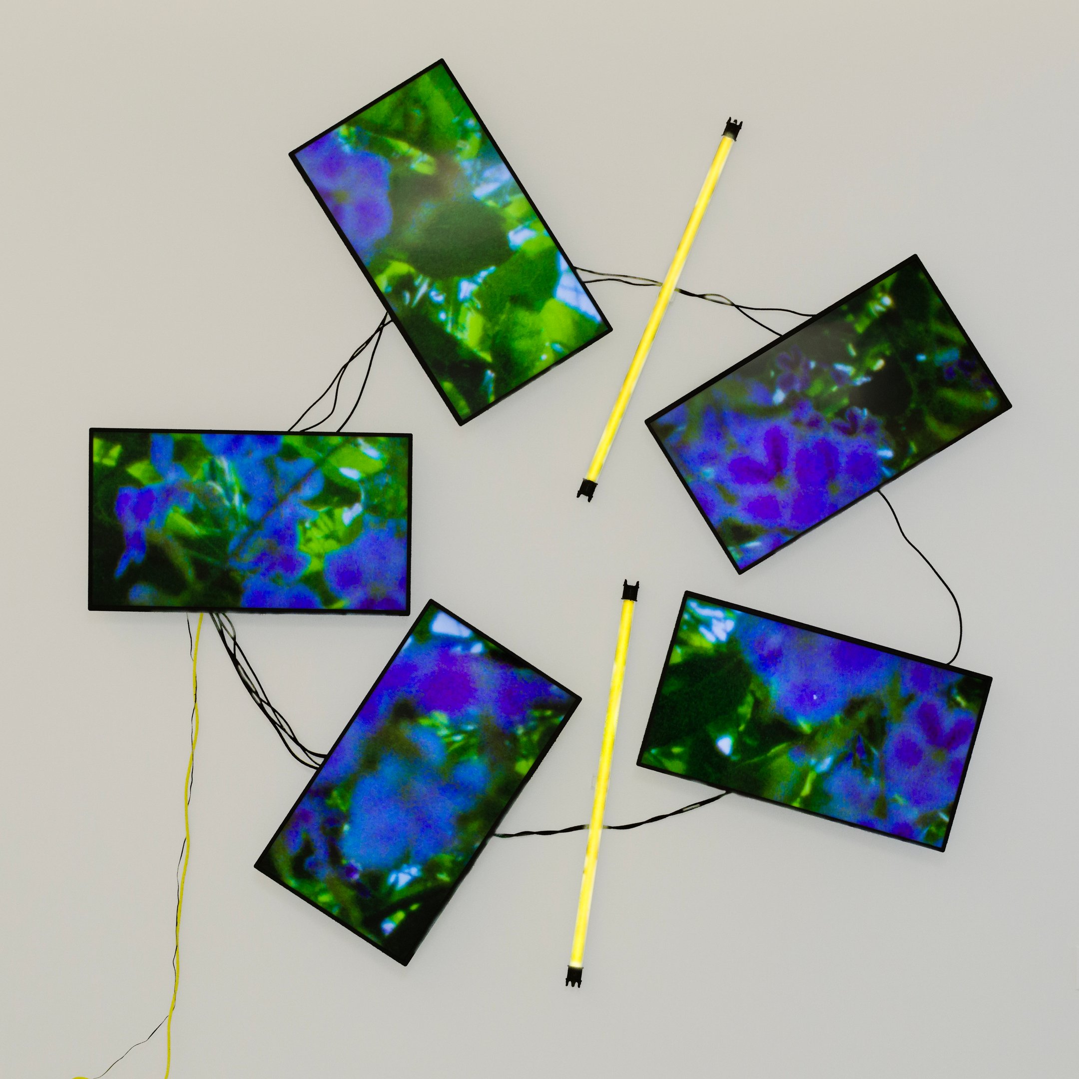 O Horizon: Art of the Forest Floor | DIANA THATER STUDIO